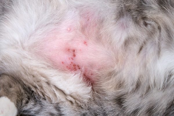 Miliary Dermatitis in Cats: Causes, Signs & Treatments (Vet Answer ...