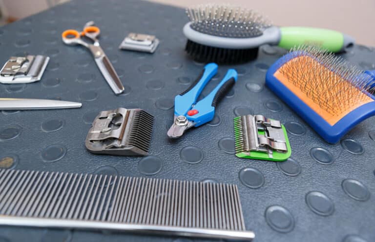 How to Clean Dirty Cat Fur: Vet-Approved Guide - Catster