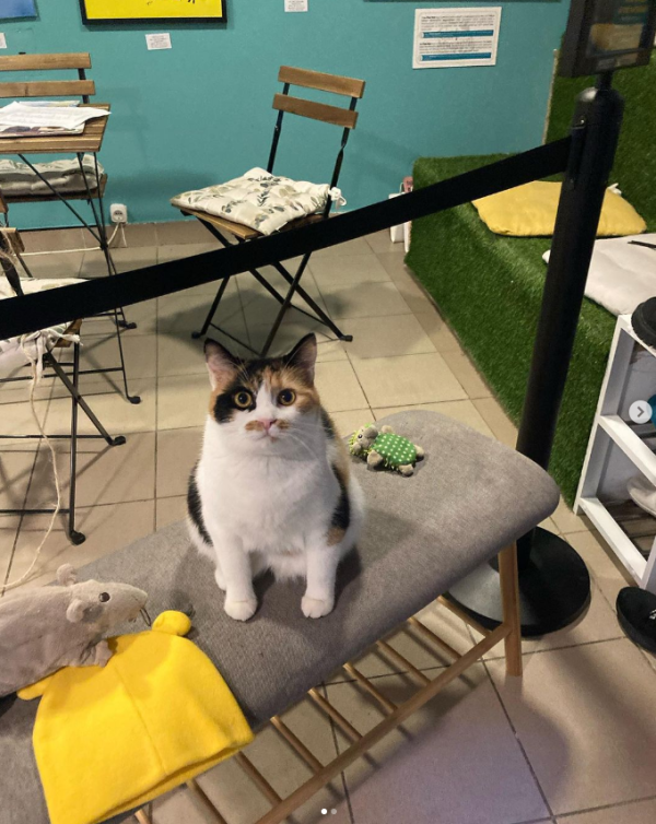 11 Cat Museums Around the World for Feline Fanatics to Visit - Catster