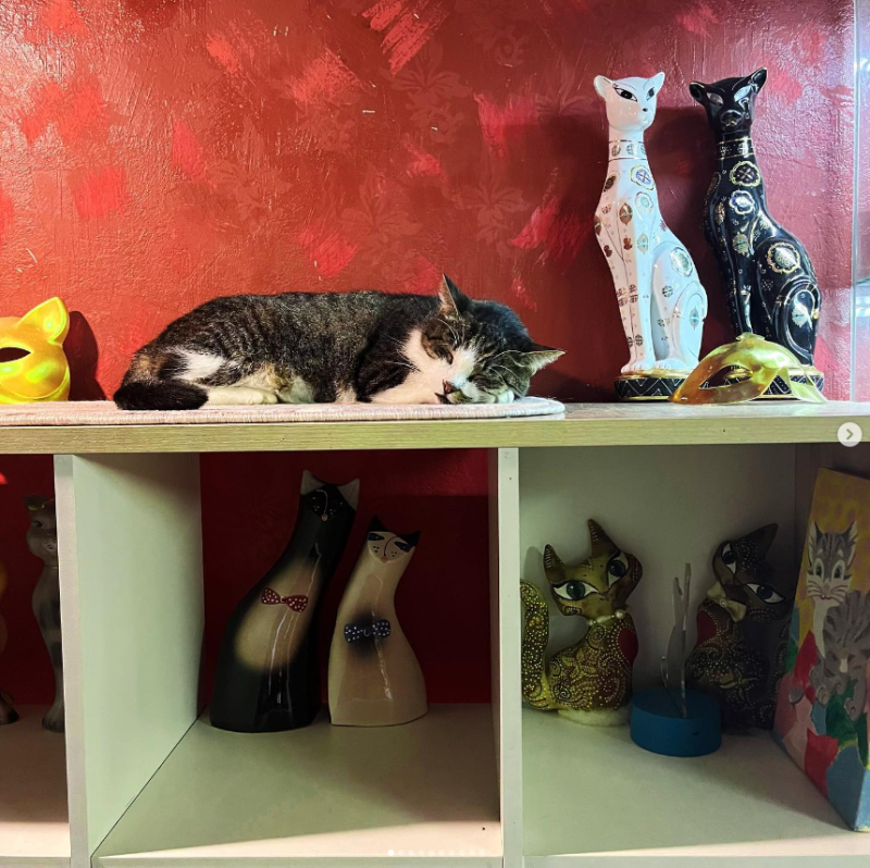 11 Cat Museums Around the World for Feline Fanatics to Visit - Catster
