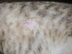 Miliary Dermatitis in Cats: Causes, Signs & Treatments (Vet Answer ...