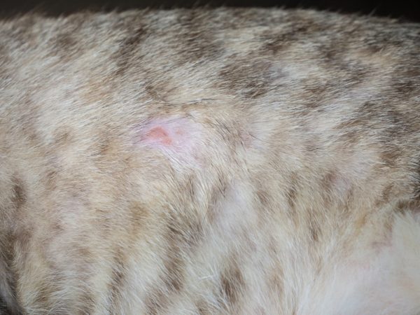 Miliary Dermatitis in Cats: Causes, Signs & Treatments (Vet Answer ...