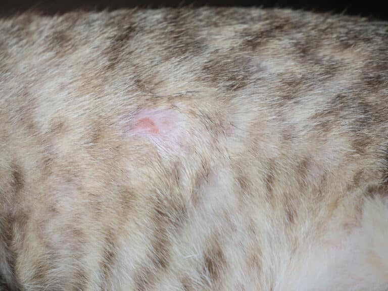 Miliary Dermatitis in Cats: Causes, Signs & Treatments (Vet Answer ...