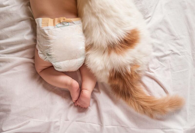 How to Introduce a Cat to a Baby: Vet-Approved Tips & Tricks - Catster