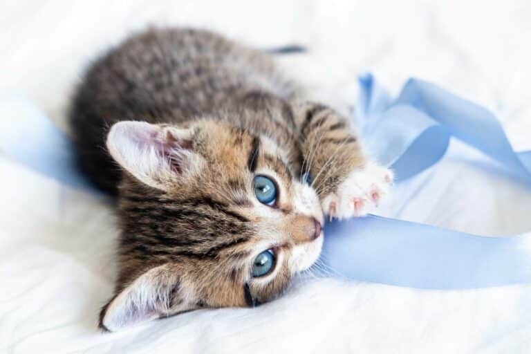 My Cat Ate a Ribbon: Is It Dangerous? Our Vet Explains - Catster