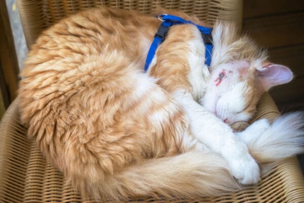 My Cat's Cyst Keeps Filling Up, What's Wrong? (Vet Answer) - Catster