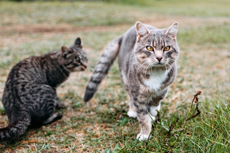 Cat Tail Language: Decoding What Their Wags Mean (With Infographic ...