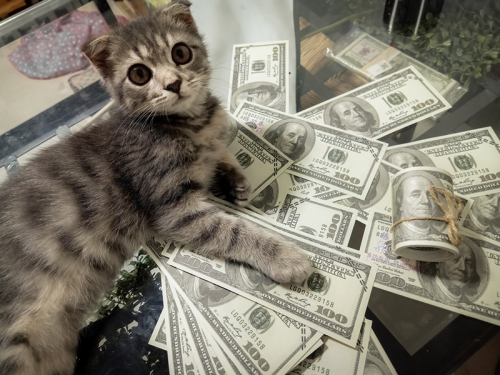 5 Cats Who Inherited Fortunes - List of the Richest Cats in the World ...
