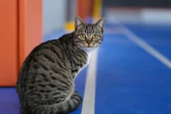 Chinese Dragon Li Cat Breed Info: Pictures, Temperament & Traits - Catster