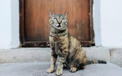 Chinese Dragon Li Cat Breed Info: Pictures, Temperament & Traits - Catster