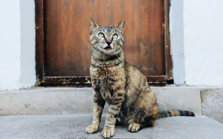 Chinese Dragon Li Cat Breed Info: Pictures, Temperament & Traits - Catster Chinese Dragon Li Cat Breed Info: Pictures, Temperament & Traits - Catster