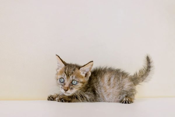 Chinese Dragon Li Cat Breed Info: Pictures, Temperament & Traits - Catster