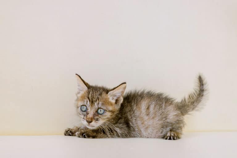 Chinese Dragon Li Cat Breed Info: Pictures, Temperament & Traits - Catster