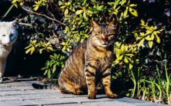 Chinese Dragon Li Cat Breed Info: Pictures, Temperament & Traits - Catster