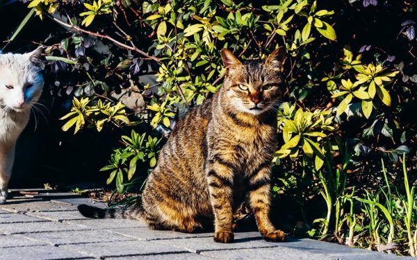 Chinese Dragon Li Cat Breed Info: Pictures, Temperament & Traits - Catster