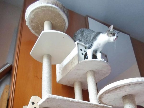 How to Make a DIY Cat Door Climber: 6 Easy & Practical Ideas - Catster
