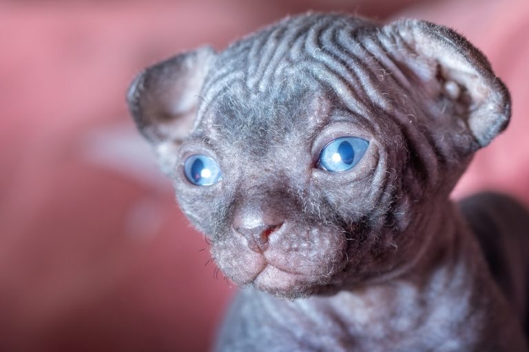 Skinderlop (Sphynx & Scottish Fold Mix): Info, Pictures, Temperament ...