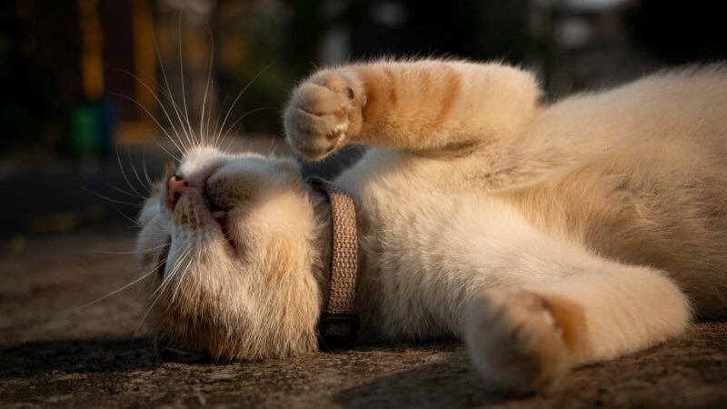 What to Do With a Dead Cat? 8 Vet-Reviewed Steps to Take - Catster