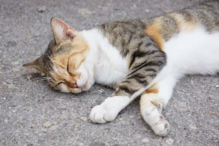What to Do With a Dead Cat? 8 Vet-Reviewed Steps to Take - Catster