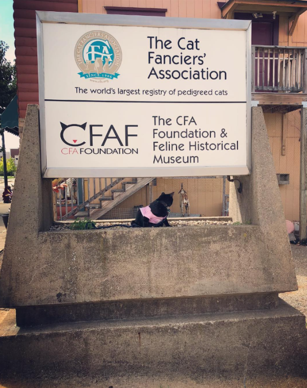 11 Cat Museums Around the World for Feline Fanatics to Visit - Catster