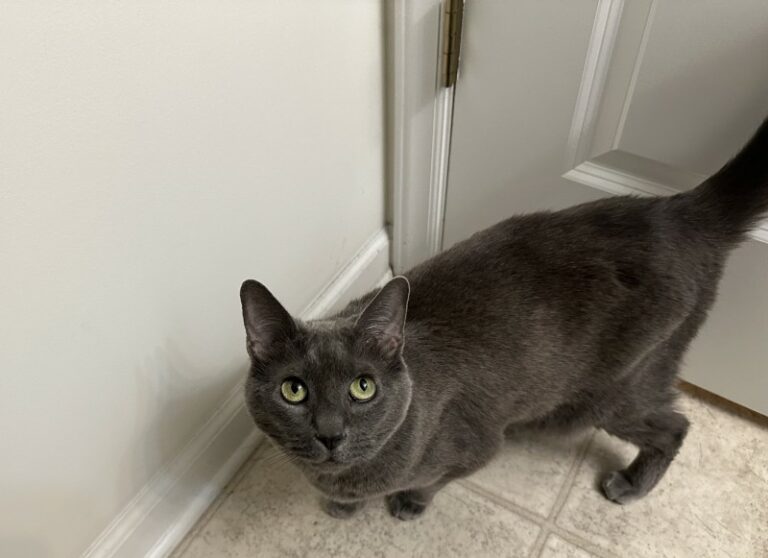 Feline Intelligence: How Smart Is Olga? - Catster