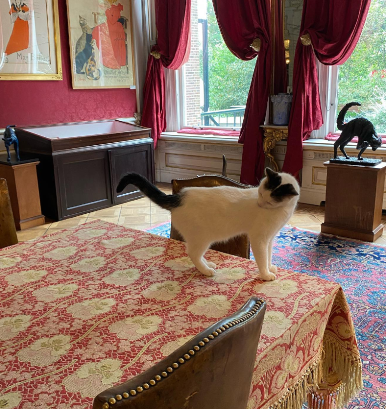 11 Cat Museums Around the World for Feline Fanatics to Visit - Catster