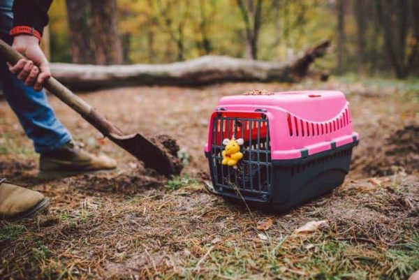 What to Do With a Dead Cat? 8 Vet-Reviewed Steps to Take - Catster