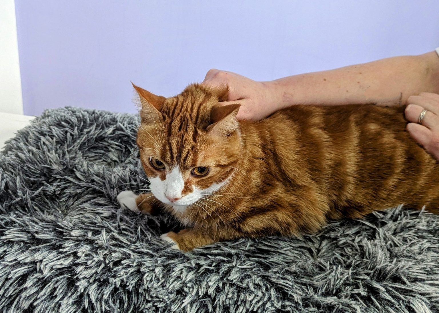 Scruffing a Cat: Vet-Reviewed Risks & Safety Advice - Catster