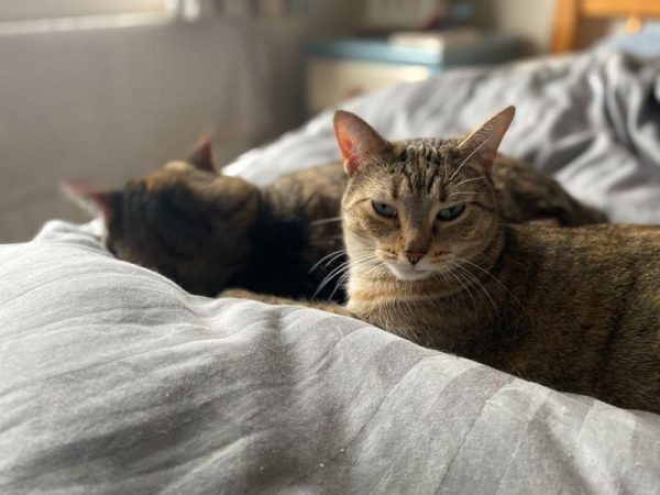 Not So Crappy! Reframing Poop to Not Hate Cleaning Cat Litter - Catster