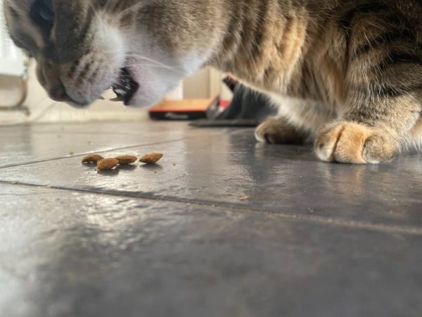 Not So Crappy! Reframing Poop to Not Hate Cleaning Cat Litter - Catster
