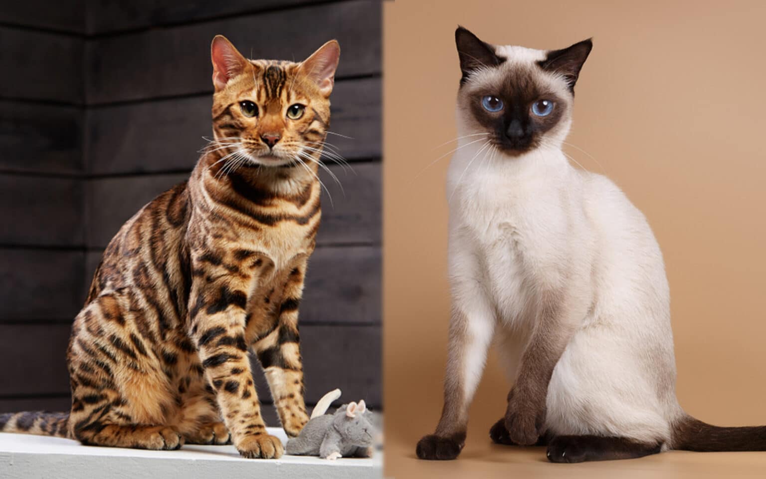 Bengal Siamese Mix: Info, Pictures, Care, Traits & More - Catster
