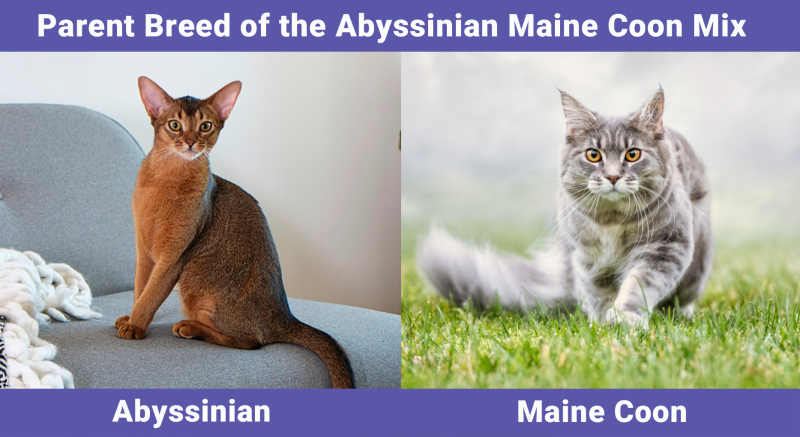 Abyssinian Maine Coon Mix: Info, Pictures, Care & More - Catster