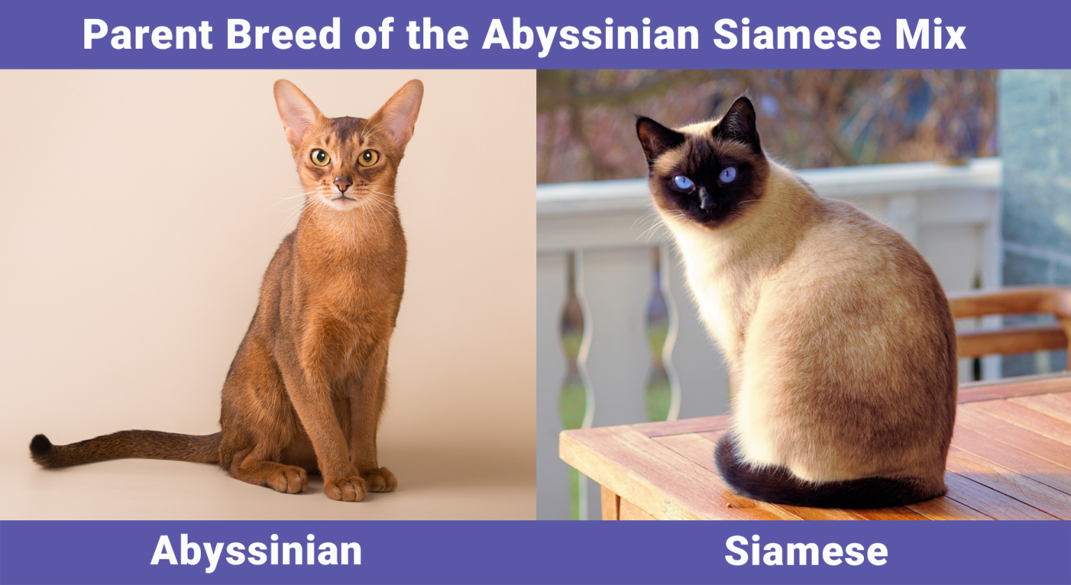 Abyssinian Siamese Mix: Info, Pictures, Care Guide & Temperament - Catster