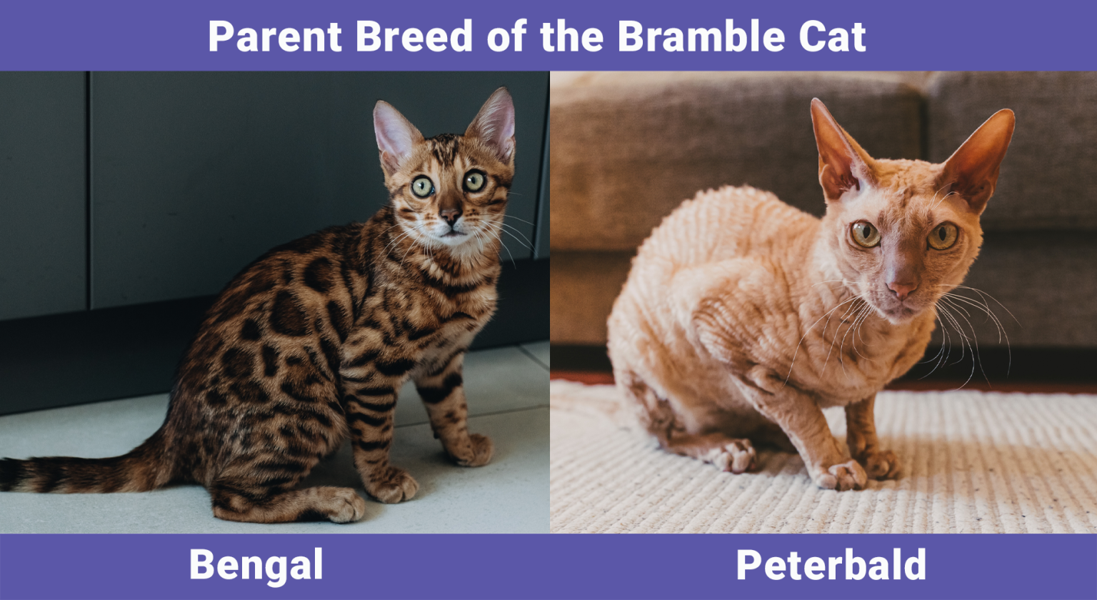 Bramble Cat Breed: Info, Pictures, Care & More - Catster