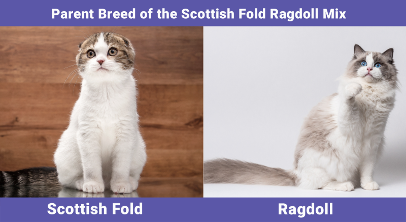 Scottish Fold Ragdoll Mix: Info, Pictures, Temperament & More - Catster