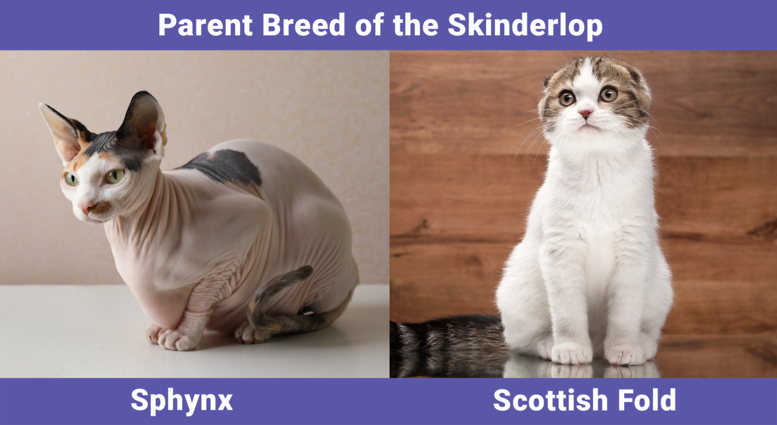 Skinderlop (Sphynx & Scottish Fold Mix): Info, Pictures, Temperament ...