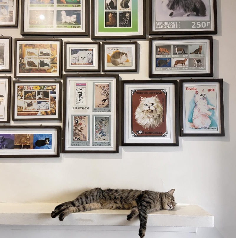 11 Cat Museums Around the World for Feline Fanatics to Visit - Catster