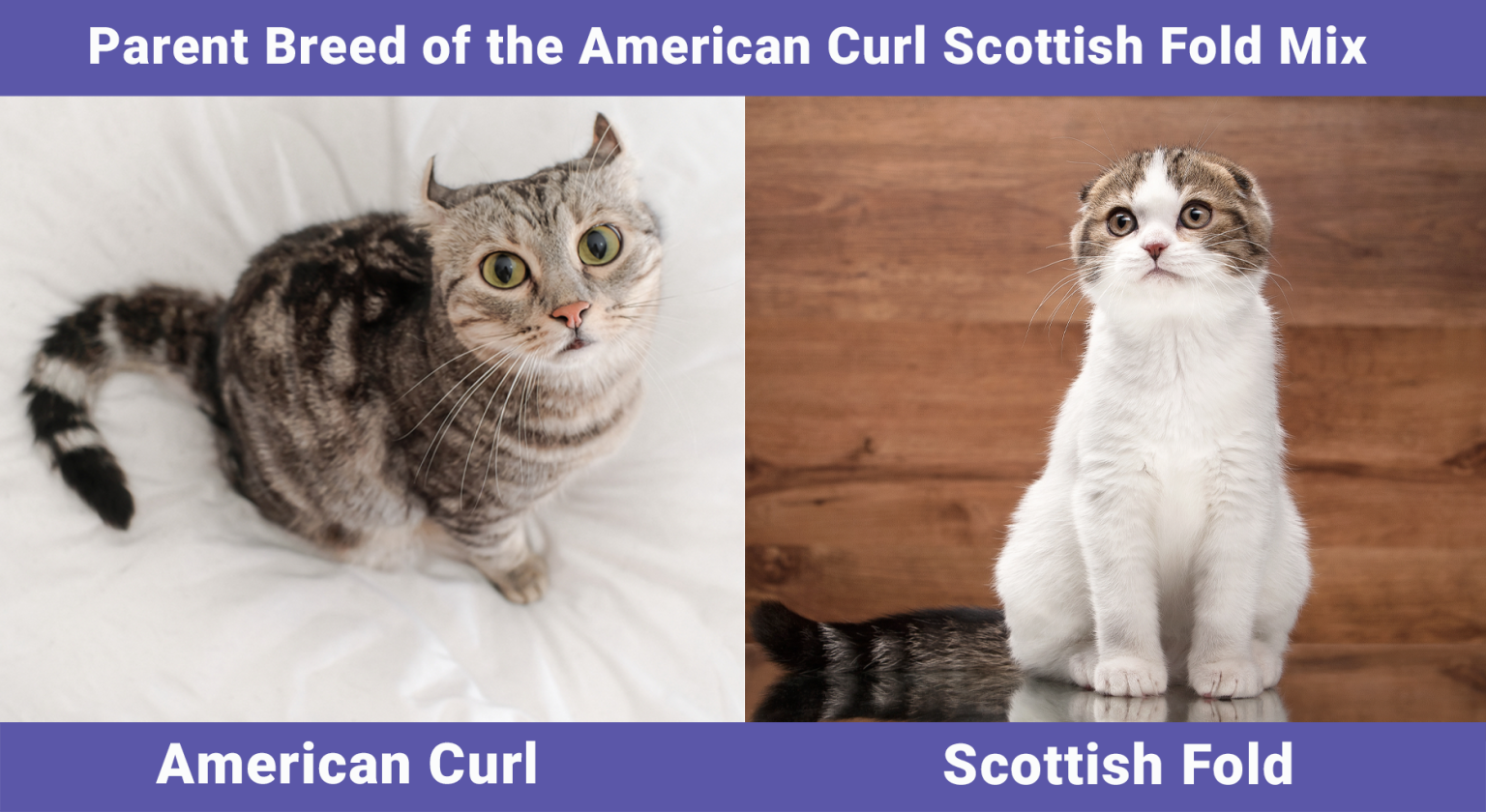 American Curl Scottish Fold Mix: Info, Pictures, Temperament & Traits ...