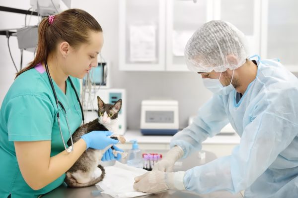 Hyperthyroidism in Cats: Our Vet Explains the Causes, Signs ...