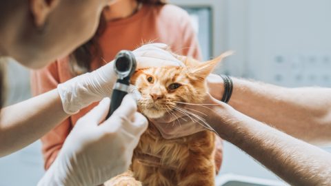 Chlamydia in Cats: Our Vet Explains the Signs, Prevention & Treatment ...