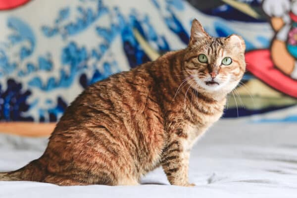 Chinese Dragon Li Cat Breed Info: Pictures, Temperament & Traits - Catster