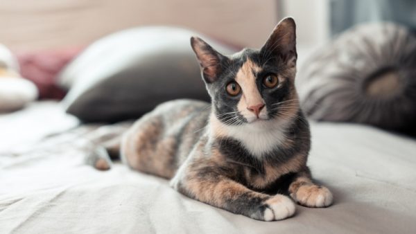 Cat Colors: Facts Behind Different Coat Types and Patterns - Catster