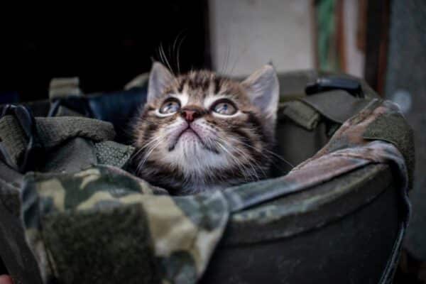 How to Approach a Scared Kitten