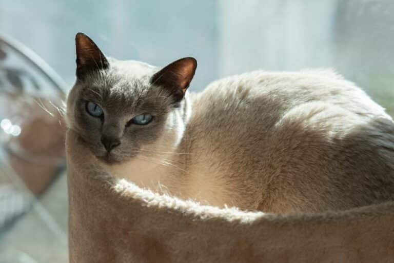 Gato Cat Breed Info: Pictures, Temperament & Traits - Catster