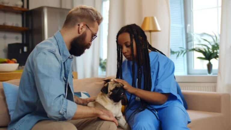 Do Vets Make House Calls? How to Find One That Does - Catster