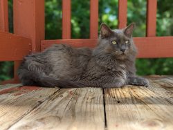 American Longhair Cat Breed: Info, Care, Pictures, & Facts - Catster