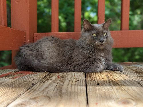American Longhair Cat Breed: Info, Care, Pictures, & Facts - Catster