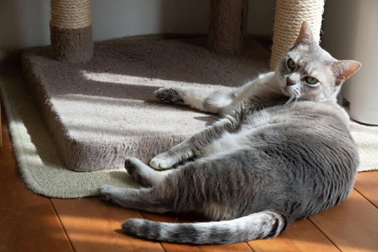 Australia's 15 Most Popular Cat Breeds in 2026 (With Info & Pictures ...