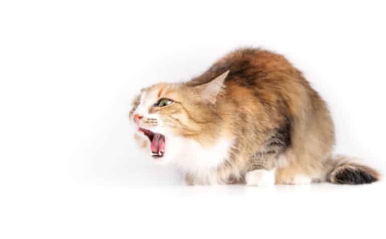 Why Is My Cat Gagging? 7 Vet-Reviewed Reasons - Catster