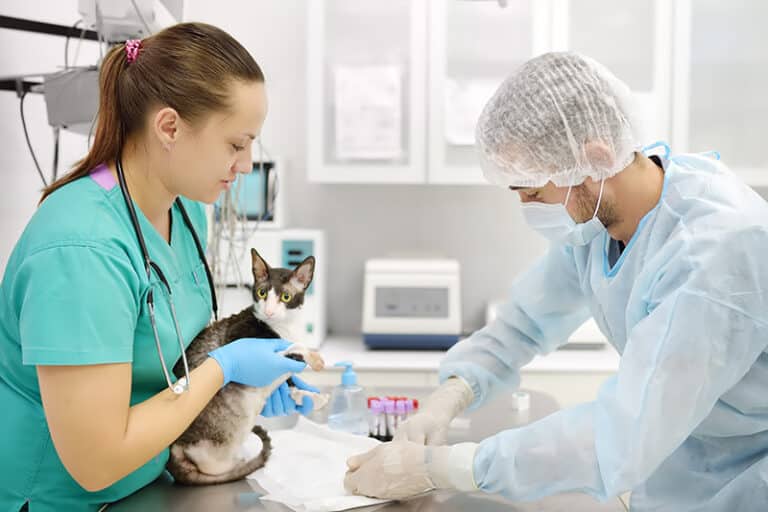 5 Reasons to Get Pre-Anesthetic Bloodwork for Your Cat (Vet Answer ...